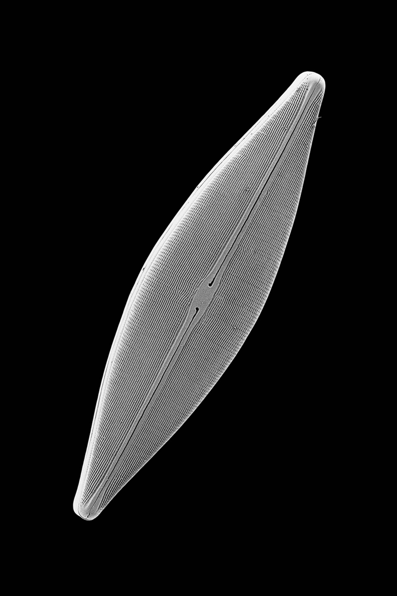 Andreas Greiner — Dittrich & Schlechtriem